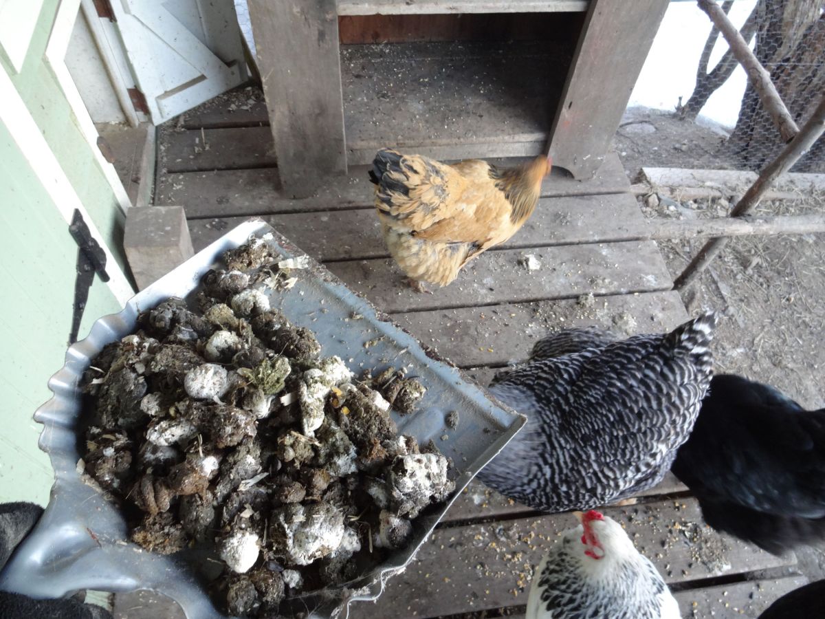 Poop-poop-e-doop – The Salem Garden