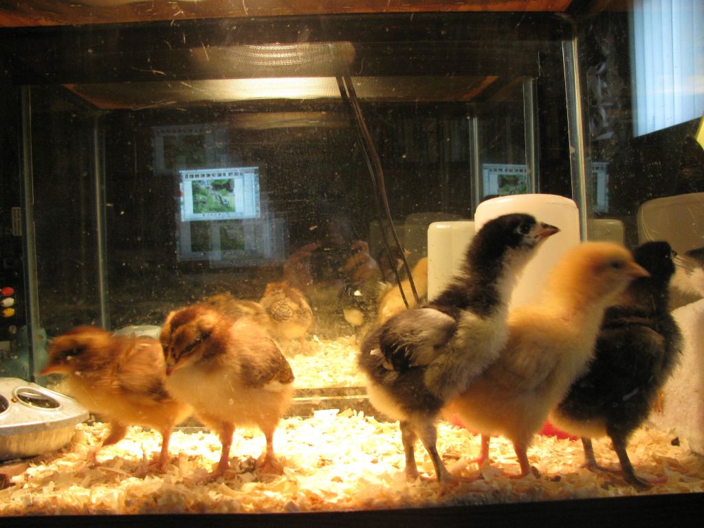 Let’s Talk About that Brooder… – The Salem Garden